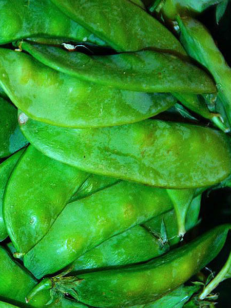 What Can I Pick Today – Alstede Farms