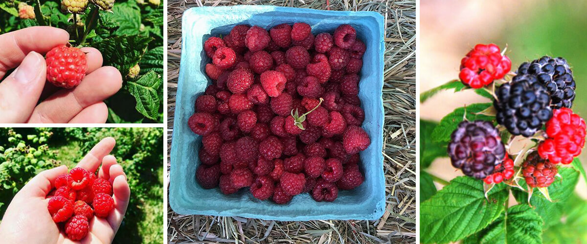 Raspberries | Alstede Farms | NJ