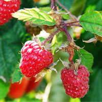 Pick Your Own Harvest Schedule | Alstede Farms | NJ