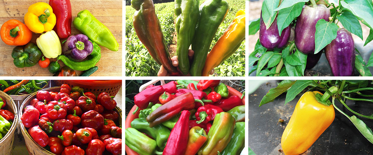 Peppers | Alstede Farms | NJ