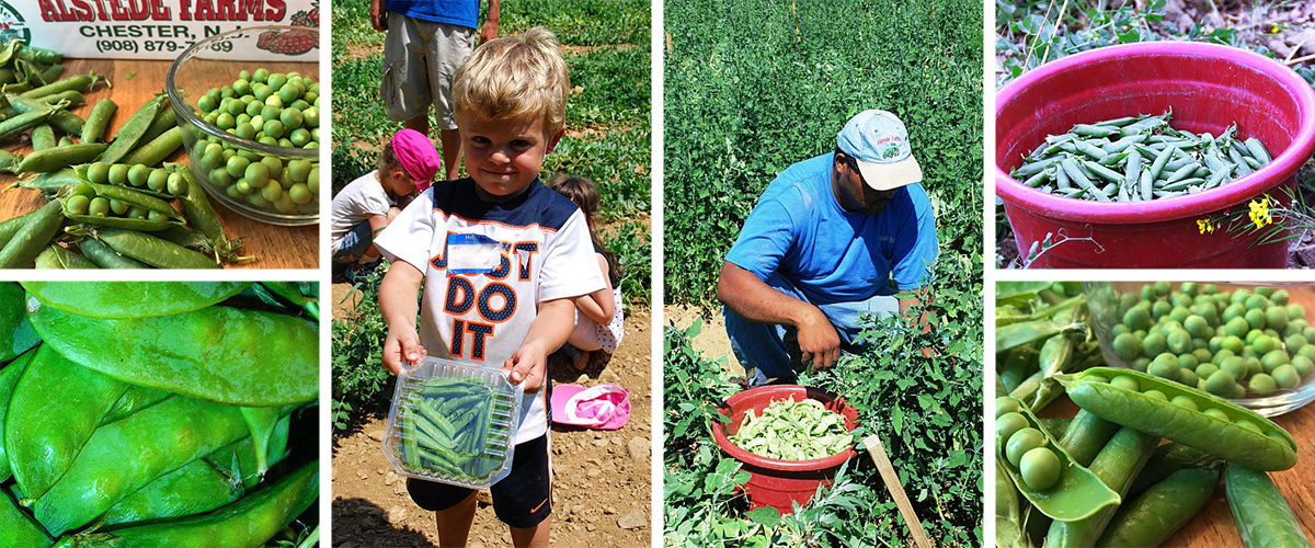 Peas | Alstede Farms | NJ