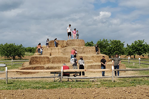 Group Farm Tours Overview | Alstede Farms | NJ
