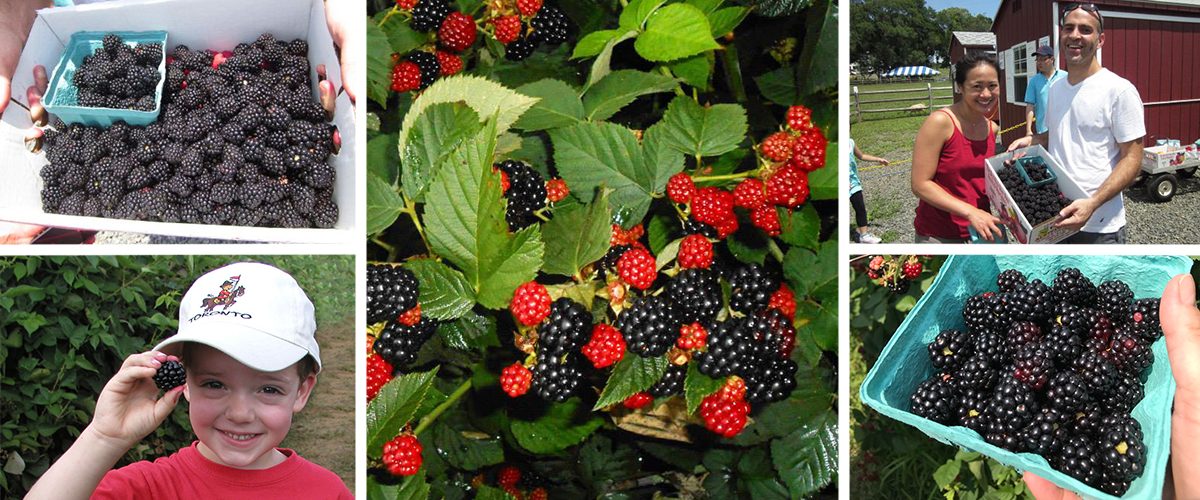 Blackberries | Alstede Farms | NJ