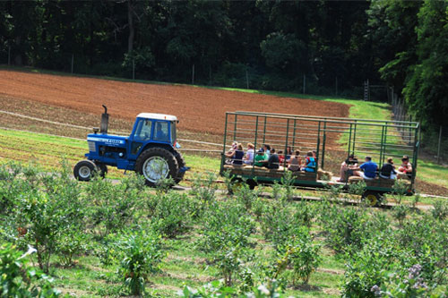 Your Springtime Visit at Alstede Farms | Alstede Farms | NJ