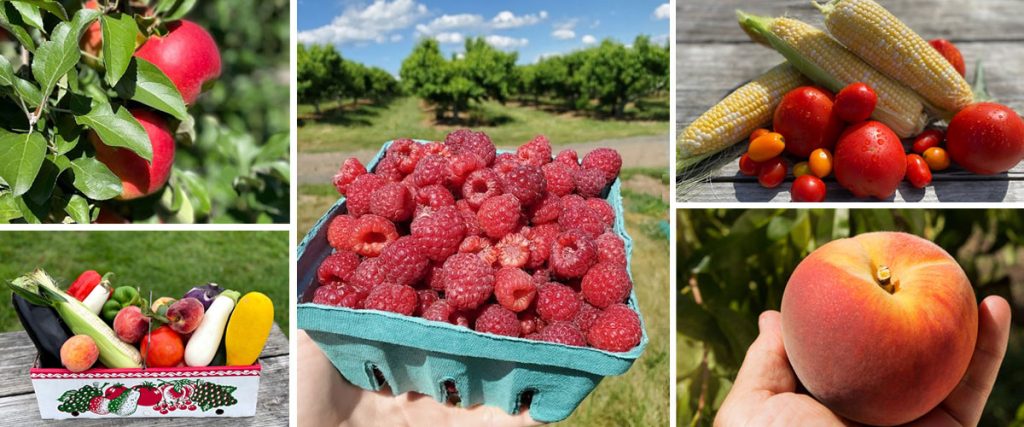 Pick Your Own (PYO) – Alstede Farms