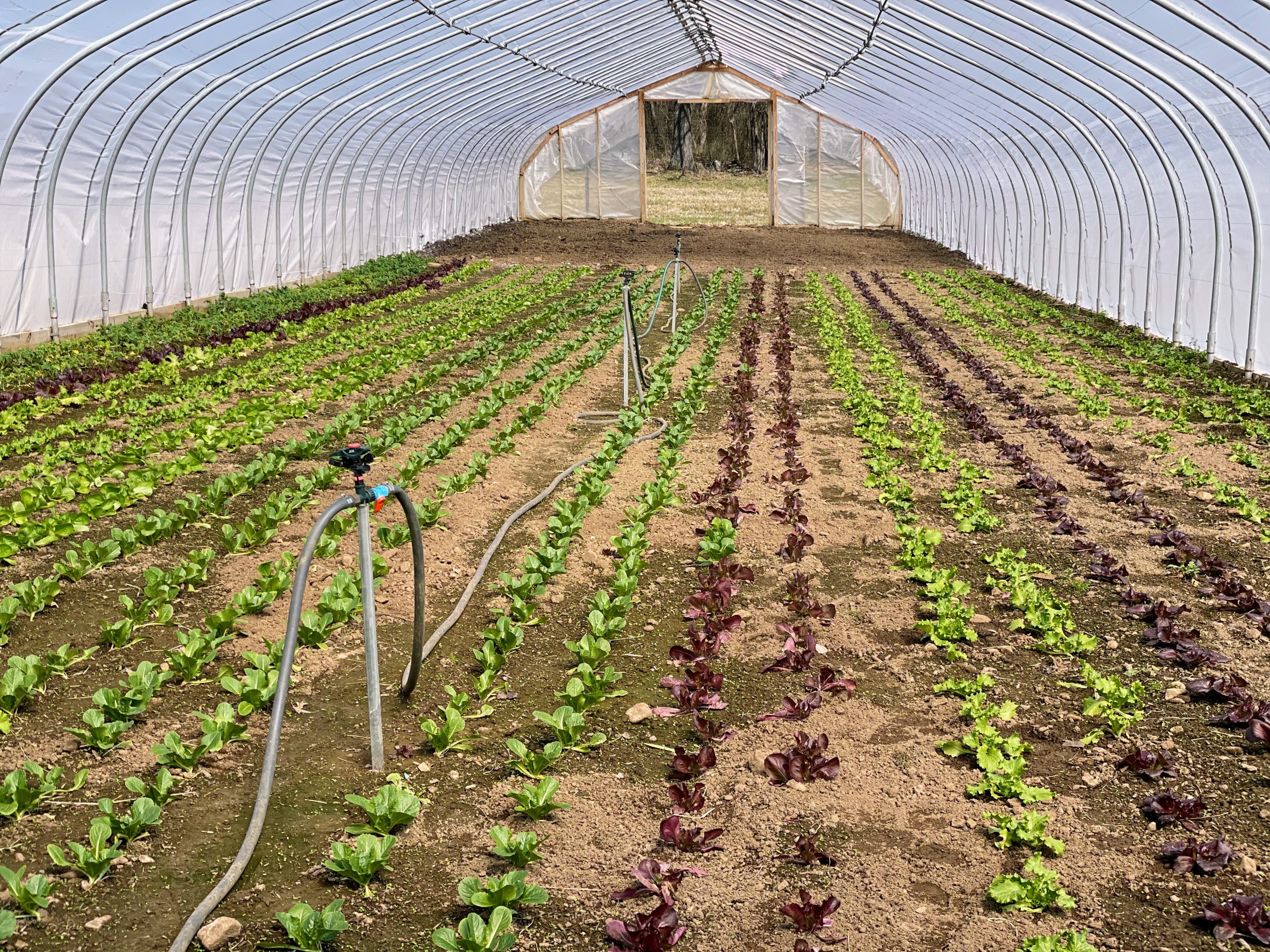 Spring Sneak Peek: Planning the 2026 CSA & Early Harvests on Our Farm ...