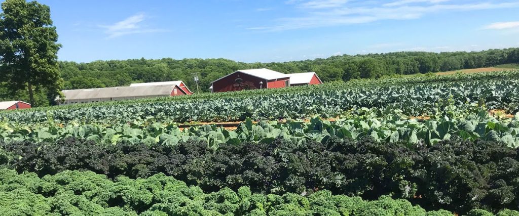 A World of Flavor from Our Fields | Alstede Farms | NJ